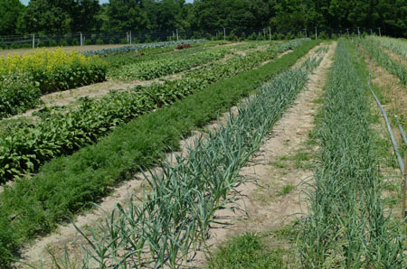 Small Farm Unit – Center for Environmental Farming Systems