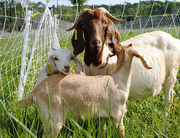 Pasture-Based Meat Goat – Center for Environmental Farming Systems