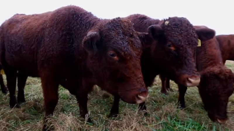 Pasture Management and Meat Quality (2015) – Center for Environmental ...
