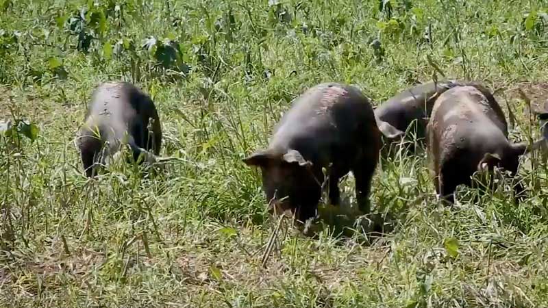 Pig Nutrition: Deciding if Alternative Feeds are Economical – Center ...